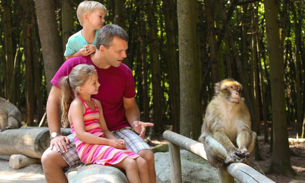 Barbary macaques – Affenberg Salem