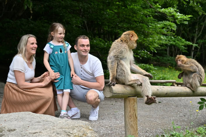 Affenberg Salem – Berberaffen hautnah – fast wie in freier Wildbahn ...
