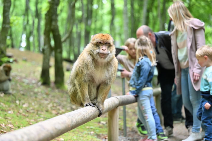 Affenberg Salem – Berberaffen hautnah – fast wie in freier Wildbahn ...