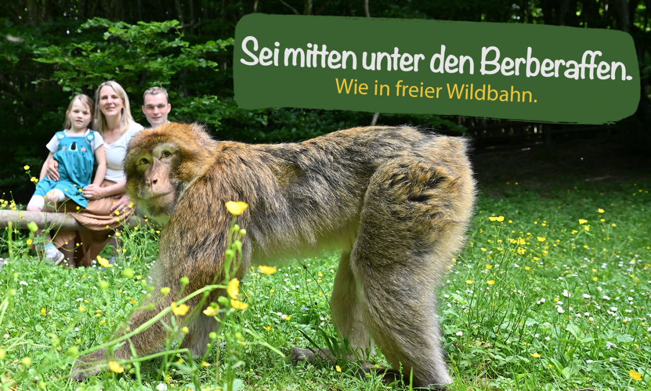 Affenberg Salem – Berberaffen hautnah – fast wie in freier Wildbahn ...