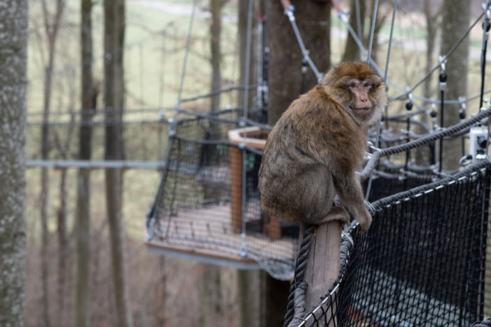 Affenberg Salem – Berberaffen hautnah – fast wie in freier Wildbahn ...